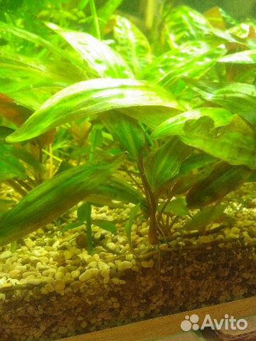 Криптокарина вендта