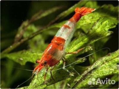 Креветки Рили (Neocaridina heteropoda var. Rili)