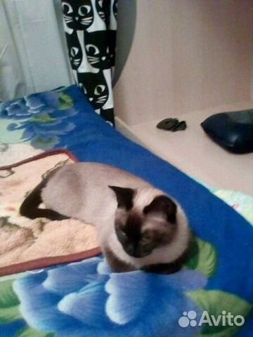 Ищем кота сиамского для вязки