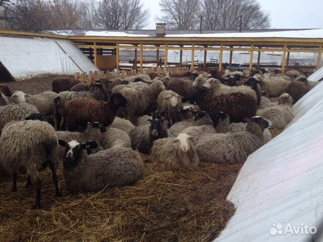 Бараны и овцы на Курбан, Акыйку и Назир Курбан