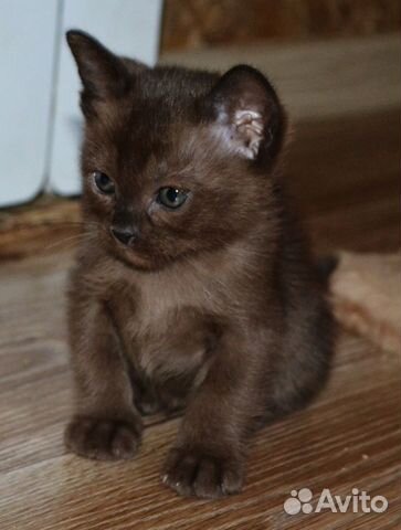 Озорные и ласково малыши Европейской бурмы