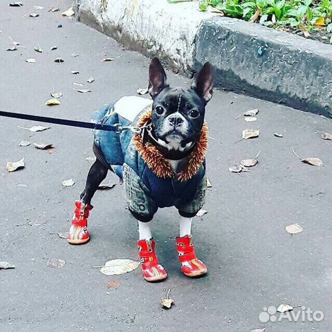 Бостон терьер