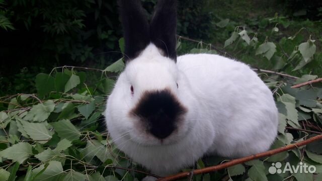 Кролики (Калифорния, Белый великан)