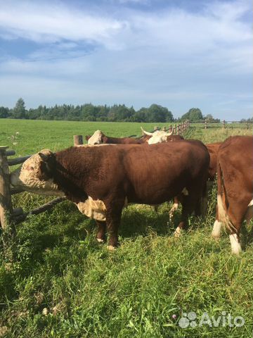 Племенной бык Герефорд