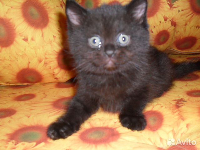 Котята метисы(Шот+ перс)