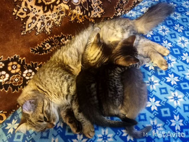 Котята в добрые руки