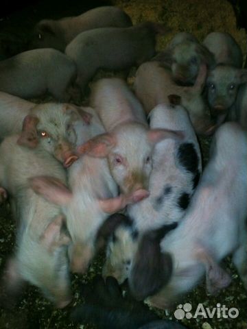 Поросята