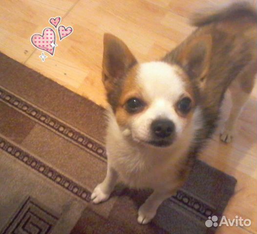 Наш мальчик ищет девочку чихуахуа