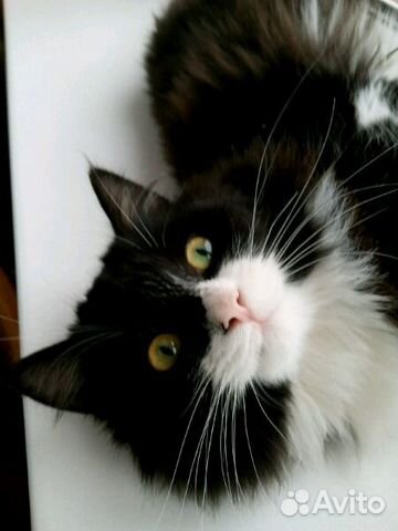 Кошечка, 7 месяцев