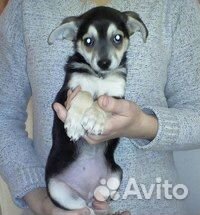 Кукляндия