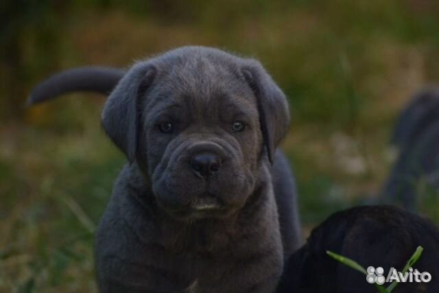 VIP-щенки кане корсо