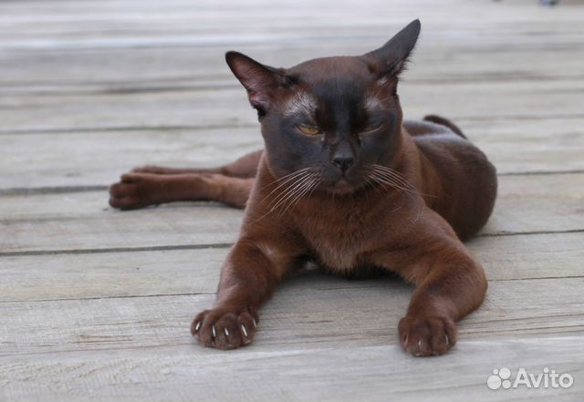 Котята от соболиного кота Европейской бурмы