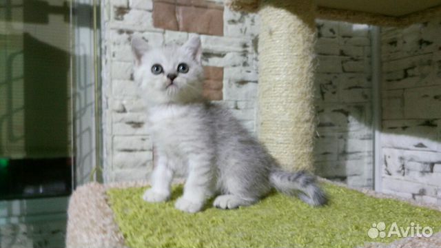 Британский мальчик