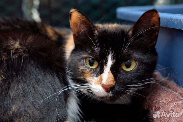 Шикарная Афродита в поисках любящей семьи