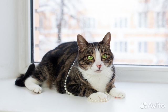 Кот Макс