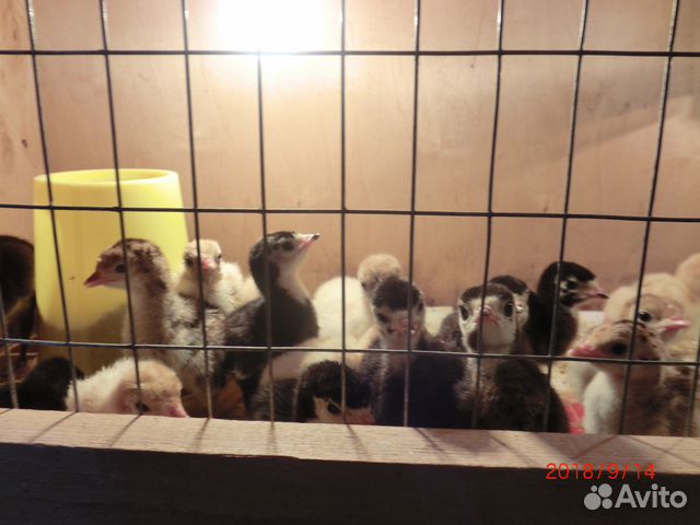 Продам индюшат