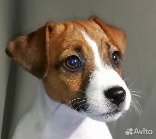 Породистая, гладкошерстная, супер девочка