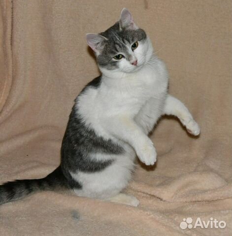 Добрейший души, плюшевый кот в хорошие руки