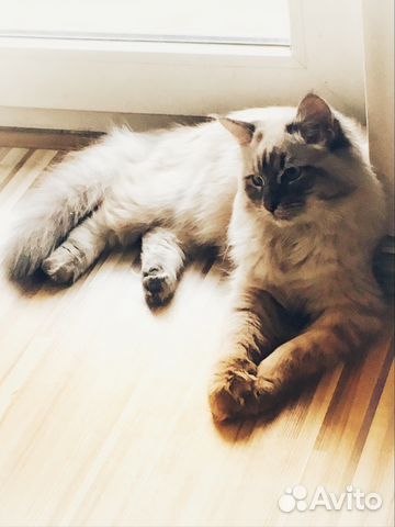 Невский Маскарадный Вязка