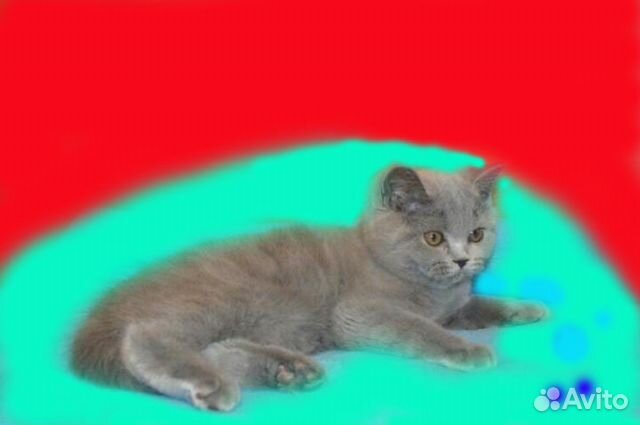 Клубные котята шотландцы