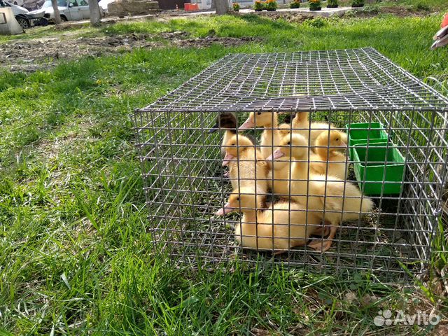 Гусята,Утята, Куры Молодки, Петушки