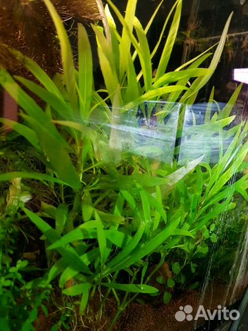 Большой выбор растений