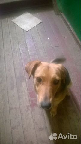 Отдается охотничья собака