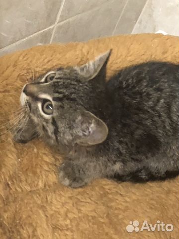 Ла-перм лаперм