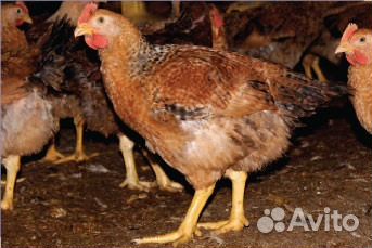 Молодняк домашней птицы 2019 год