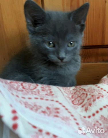 Русский голубой 1.5 мес мальчик