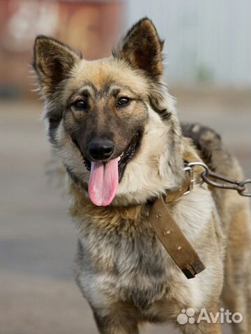 Очаровательная собачка Фаня в дар