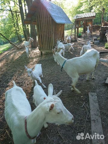 Зааненский козлик и козочки