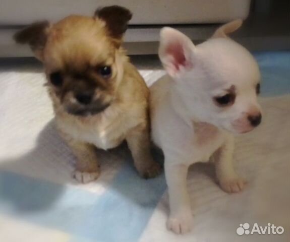 Чихуа-минюшки