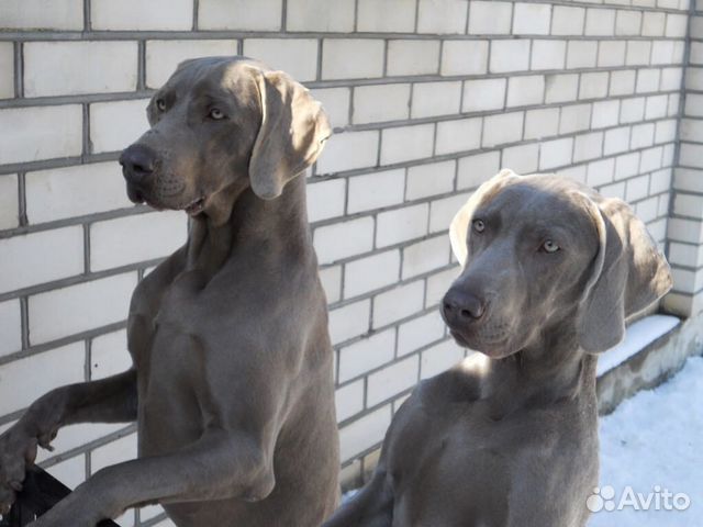 Щенки Собака