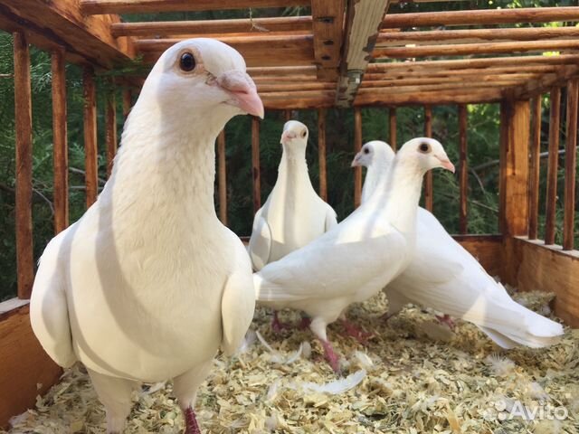 Белые голуби на праздники