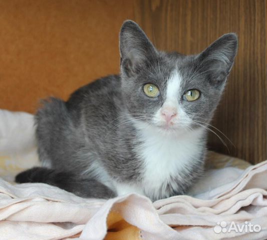 Нежная Изабель в добрый дом