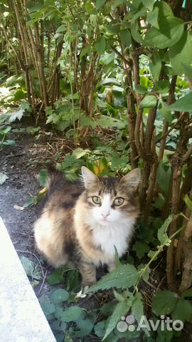 Мура. Отдам в добрые руки