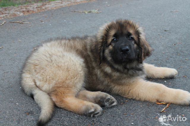 Щенок леонбергера