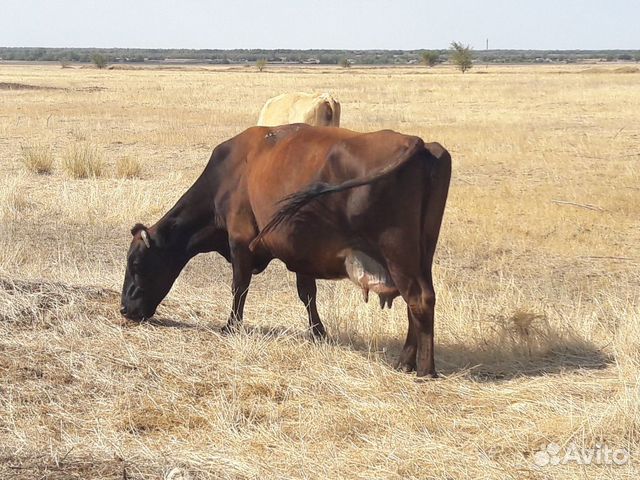 Продаются две хорошие, большие коровы
