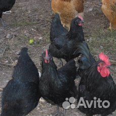 Лишние курочки )