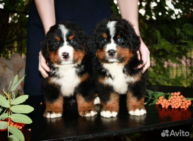 2 кобеля и девчуля в поисках хозяина