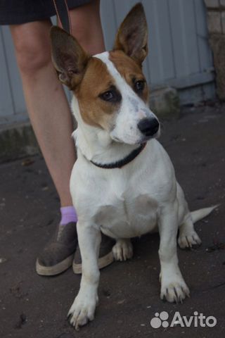 Рада, полудворянка 10 мес