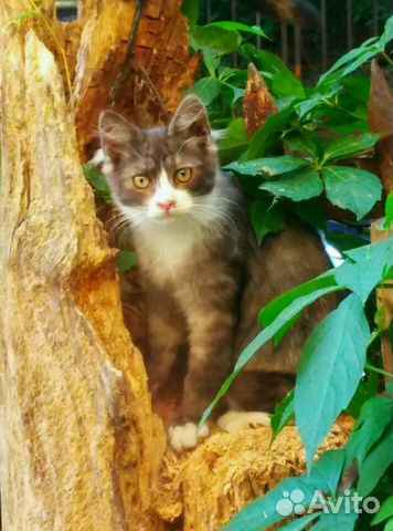 Котенок по имени Илон 7 месяцев. С хвостиками на у