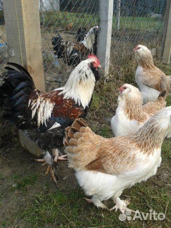 Куры Фавероль