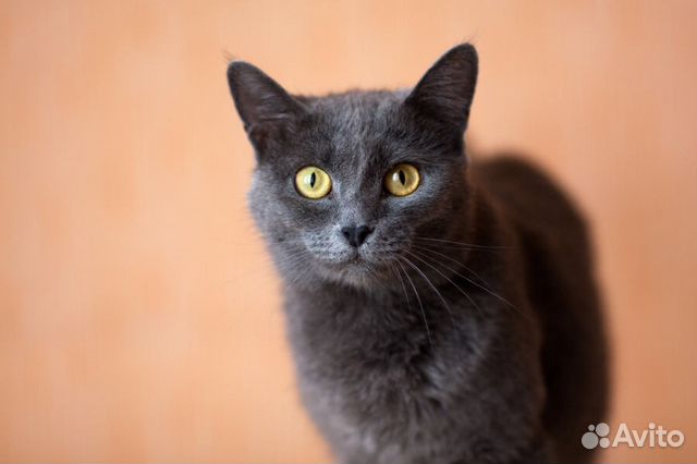 Кошка (дымчатая красавица)