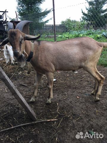 Козел нубийской породы