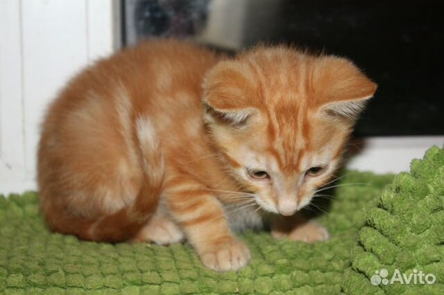 Рыжий котенок, Мурзик, 2,5 мес