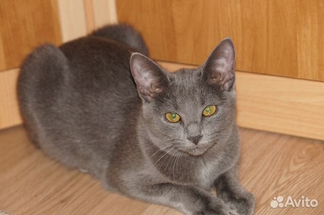 Почти русская голубая кошечка Шеба