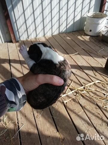 Продаю щенков помесь Чисто кровные Алабай и аст вс