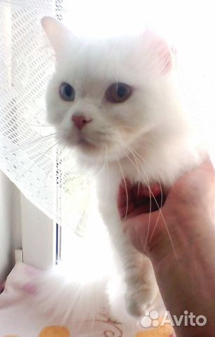 Разноглазый котик Айс белый полу персидский